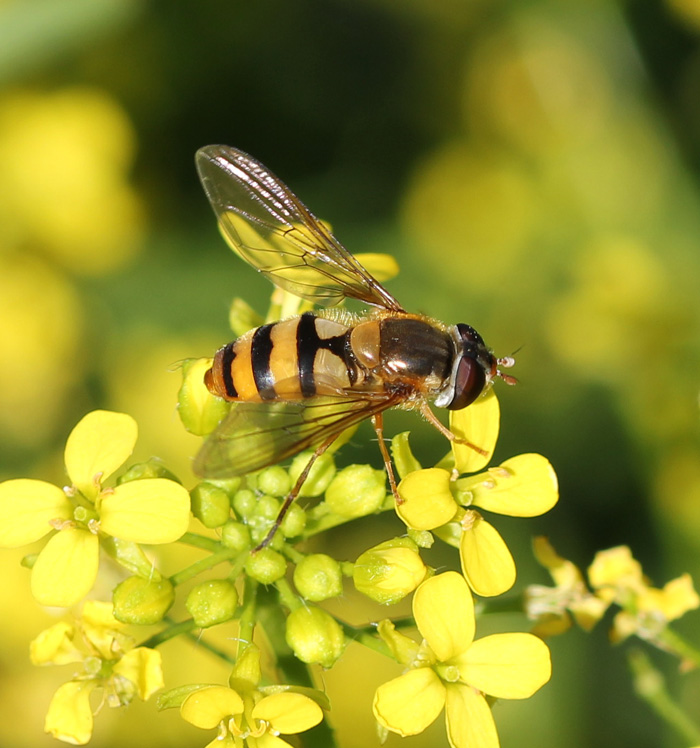 iGoTerra - Learn about Giant Ameiva Ameiva ameiva