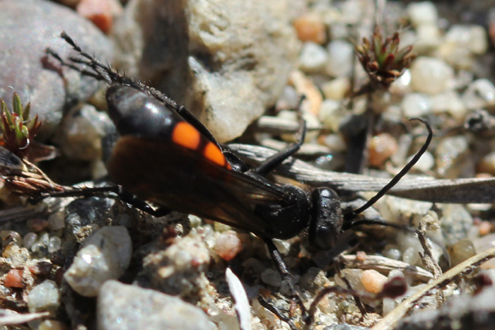 iGoTerra - Learn about Common Striped Woodlouse Philoscia muscorum