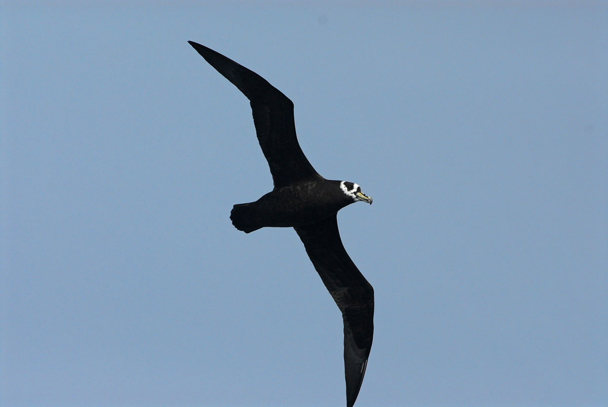iGoTerra - Learn about Great Tinamou Tinamus major