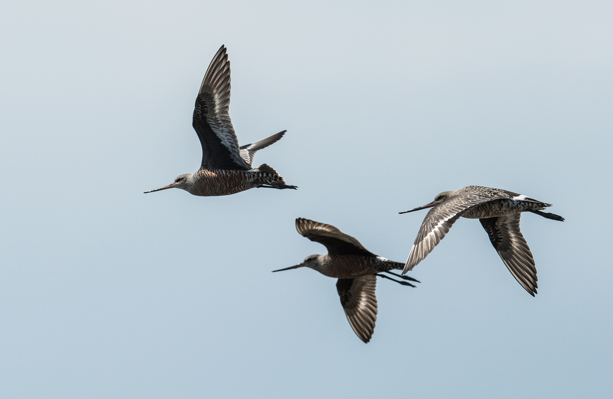 iGoTerra - Learn about Northern Palm Squirrel Funambulus pennantii