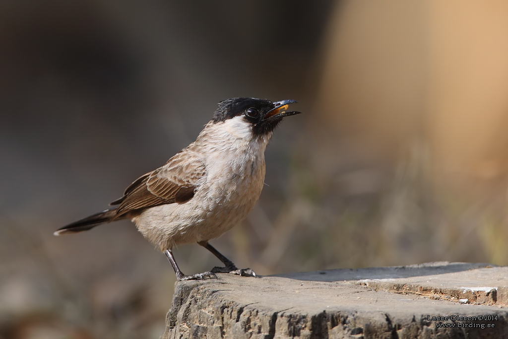 iGoTerra - Learn about Lesser Honeyguide Indicator minor