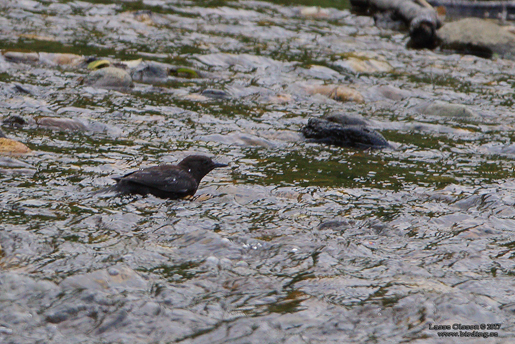 iGoTerra - Learn about Nilgiri Blue Robin Sholicola major