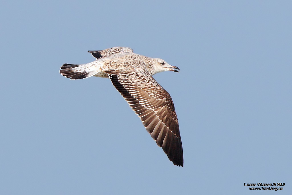 iGoTerra - Learn about Yellow-bellied Tit Periparus venustulus