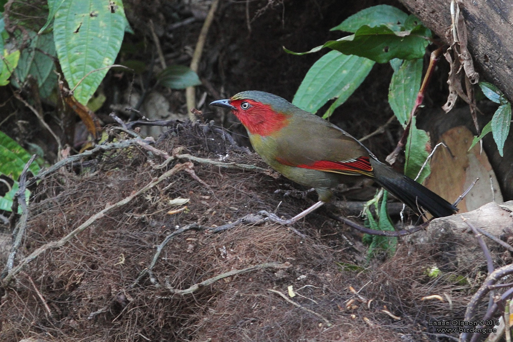 iGoTerra - Learn about Green Cochoa Cochoa viridis