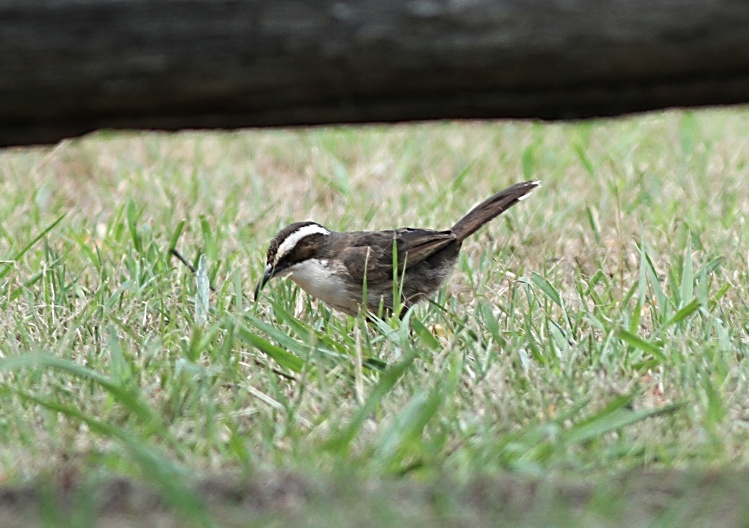 iGoTerra - Learn about Red-pate Cisticola Cisticola ruficeps