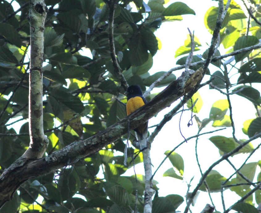 iGoTerra - Learn about Malabar Imperial Pigeon Ducula cuprea