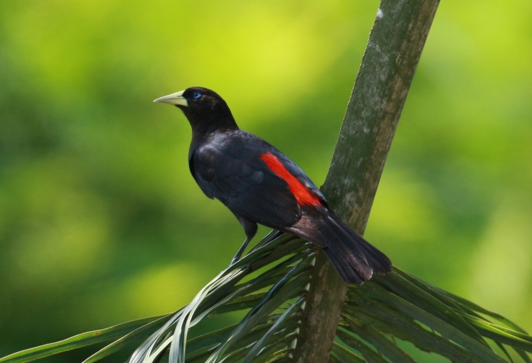 iGoTerra - Learn about Pine Powdercap Cystoderma jasonis