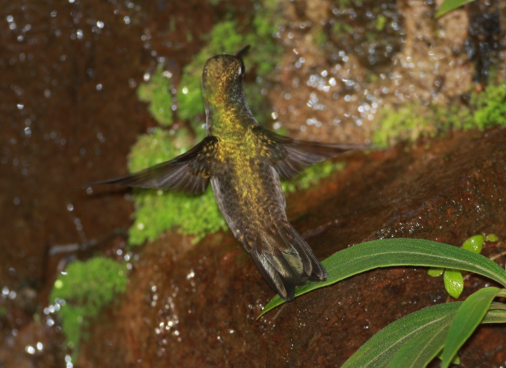 iGoTerra - Learn about Blue-moustached Bee-eater Merops mentalis