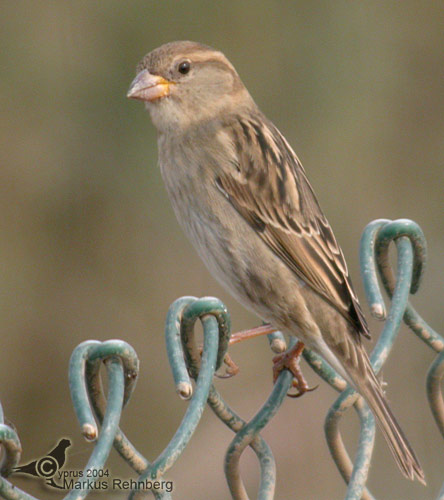 iGoTerra - Learn about Willow Tit Poecile montanus