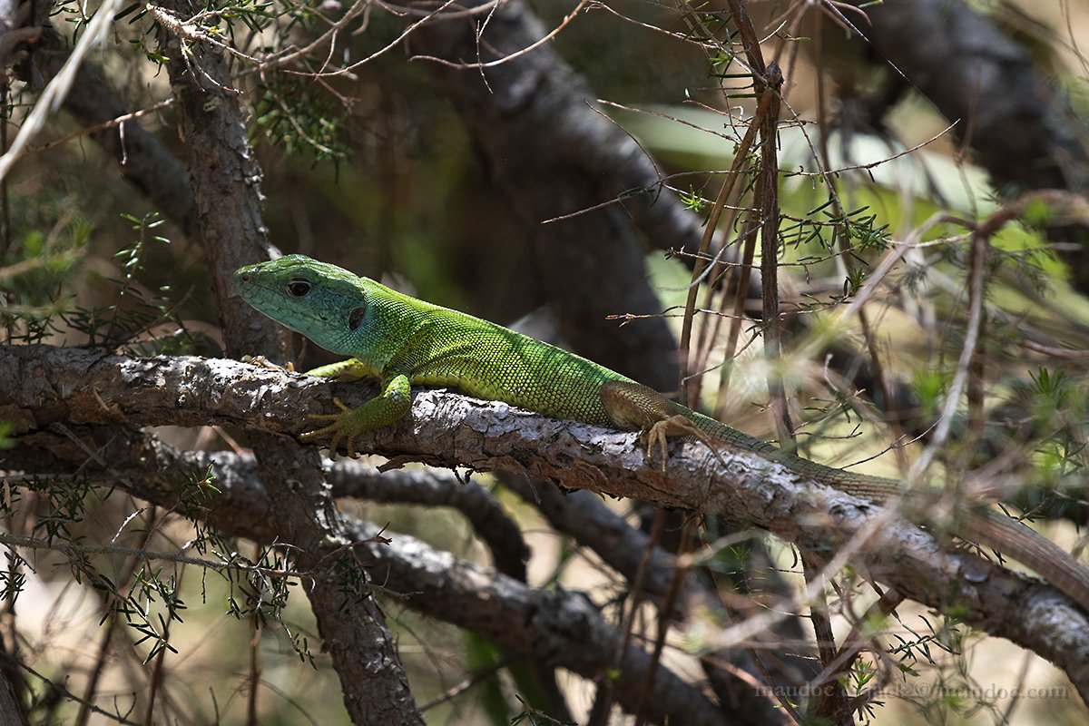 iGoTerra - Learn about Red-breasted Toucan Ramphastos dicolorus