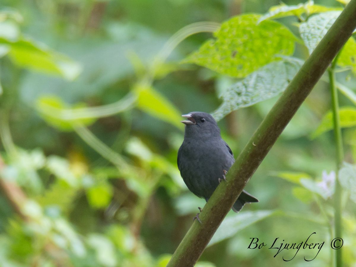 iGoTerra - Learn about Carrion Crow Corvus corone