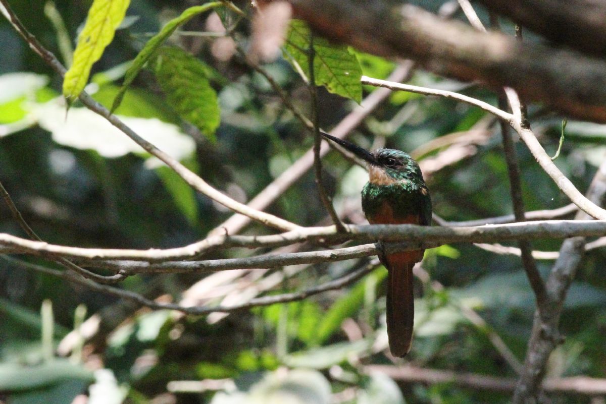 iGoTerra - Learn about Therinia buckleyi buckleyi