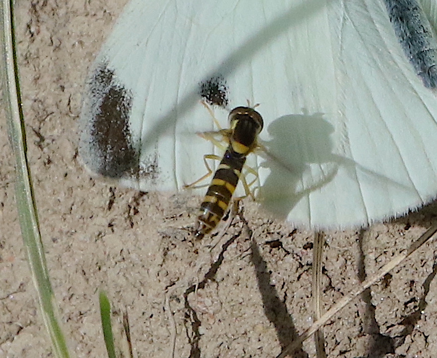 iGoTerra - Learn about Montane Woodcreeper Lepidocolaptes lacrymiger