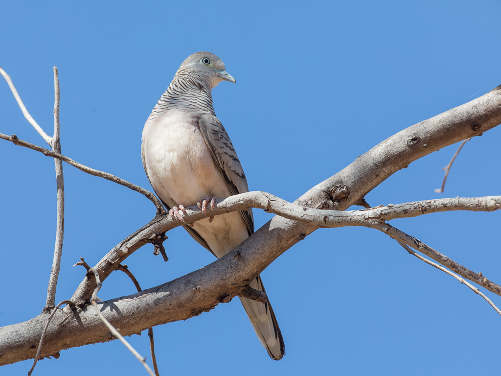 iGoTerra - Learn about White Spot Hadena albimacula
