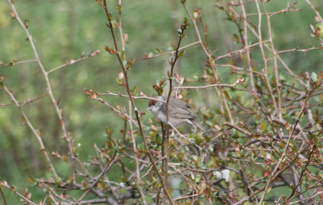 iGoTerra - Learn about Wormwood Knot-horn Euzophera cinerosella