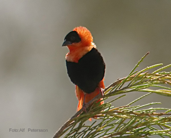 iGoTerra - Learn about Orange-backed Troupial Icterus croconotus
