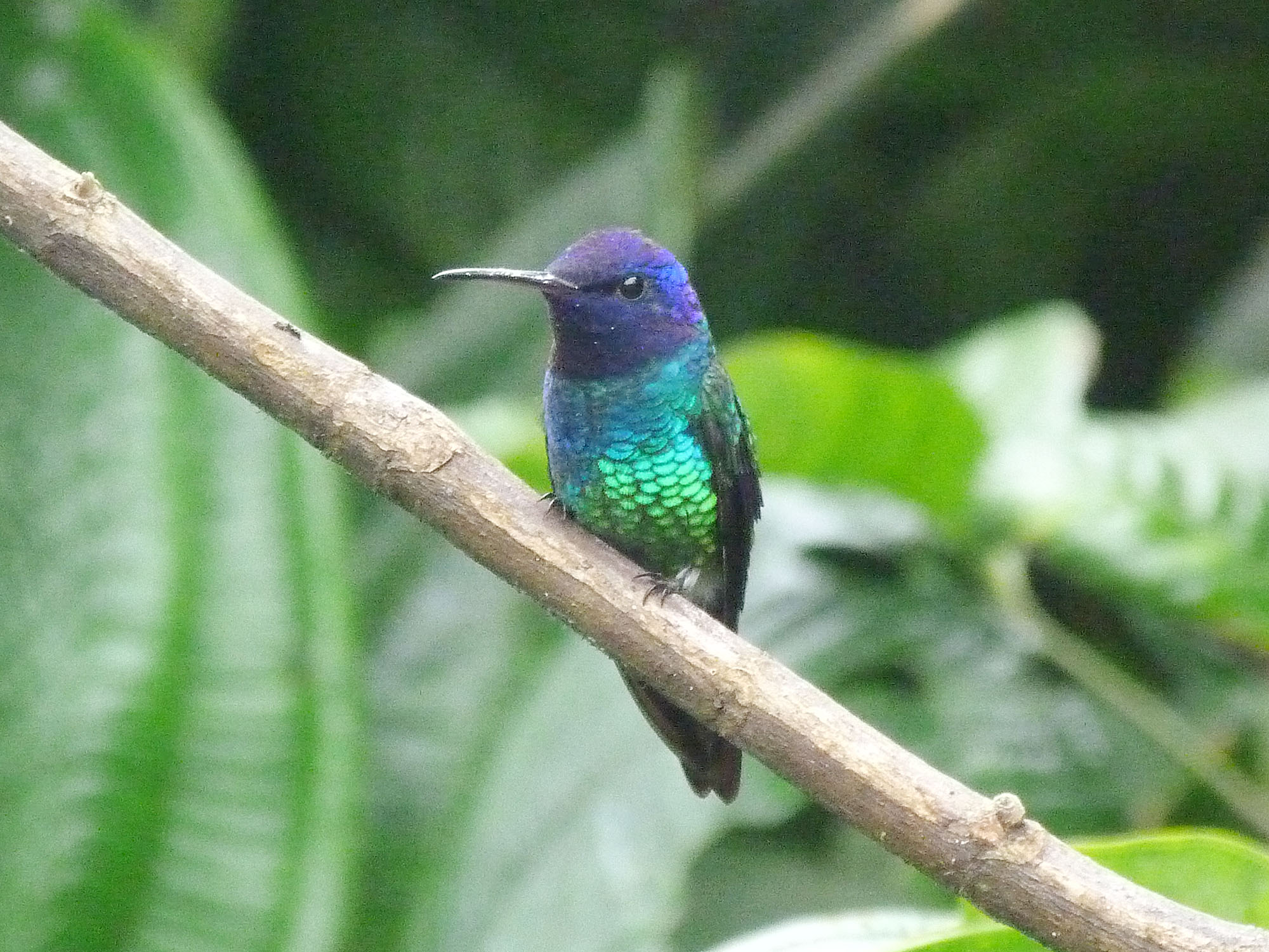 iGoTerra - Learn about Northern Raven Corvus corax