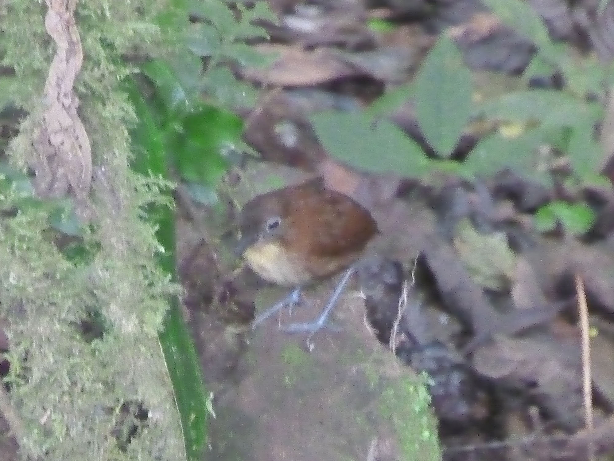 iGoTerra - Learn about Common Warthog Phacochoerus africanus
