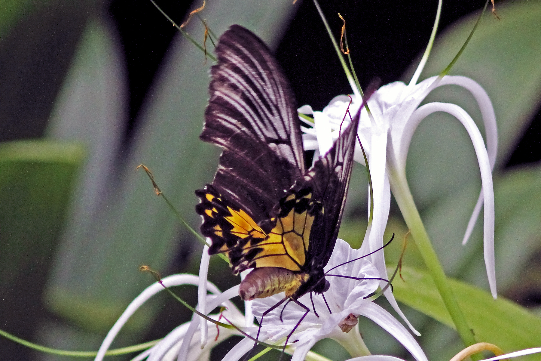 iGoTerra - Learn about Gray-backed Hawk Pseudastur occidentalis