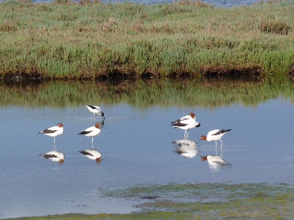 iGoTerra - Learn about Madagascar Grebe Tachybaptus pelzelnii