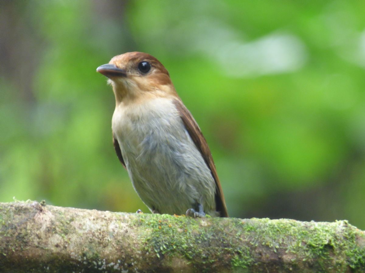 iGoTerra - Learn about Marsh Warbler Acrocephalus palustris