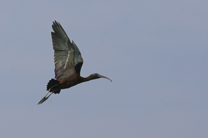 iGoTerra - Learn about Common Swift Apus apus