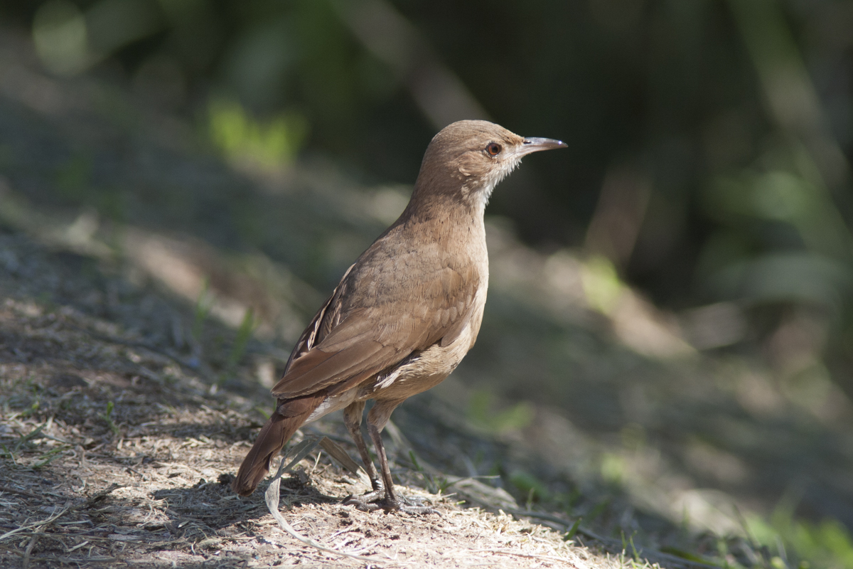 iGoTerra - Learn about Firethroat Calliope pectardens