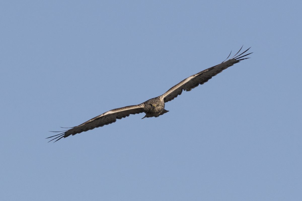 iGoTerra - Learn about Thalassarche bulleri bulleri