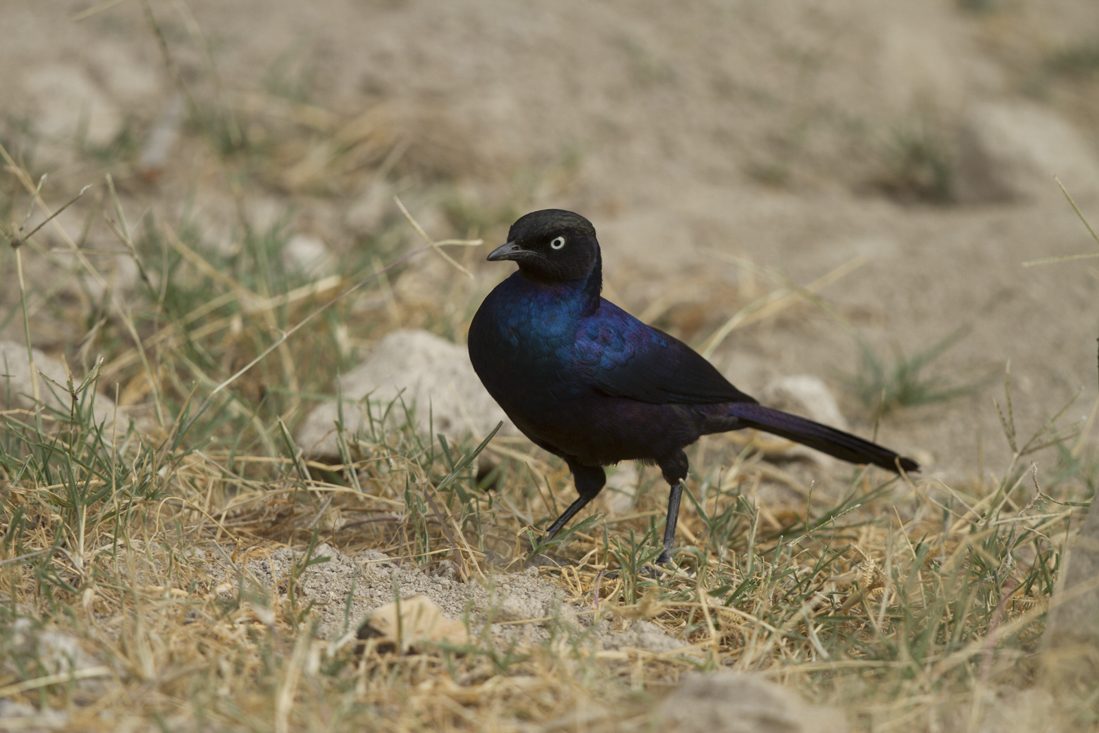 iGoTerra - Learn about Common Potoo Nyctibius griseus