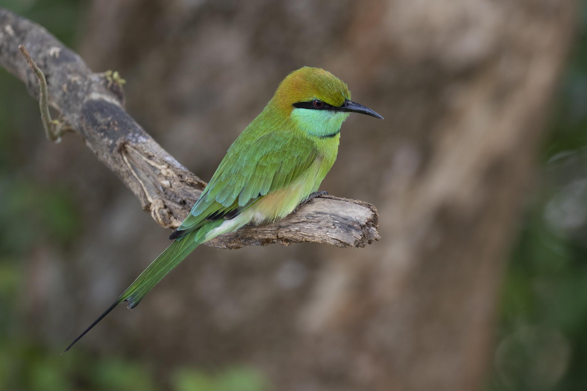 iGoTerra - Learn about Chestnut-flanked White-eye Zosterops erythropleurus