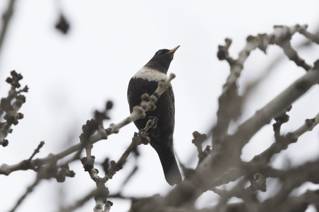 iGoTerra - Learn about Blue-chinned Sapphire Chlorestes notata
