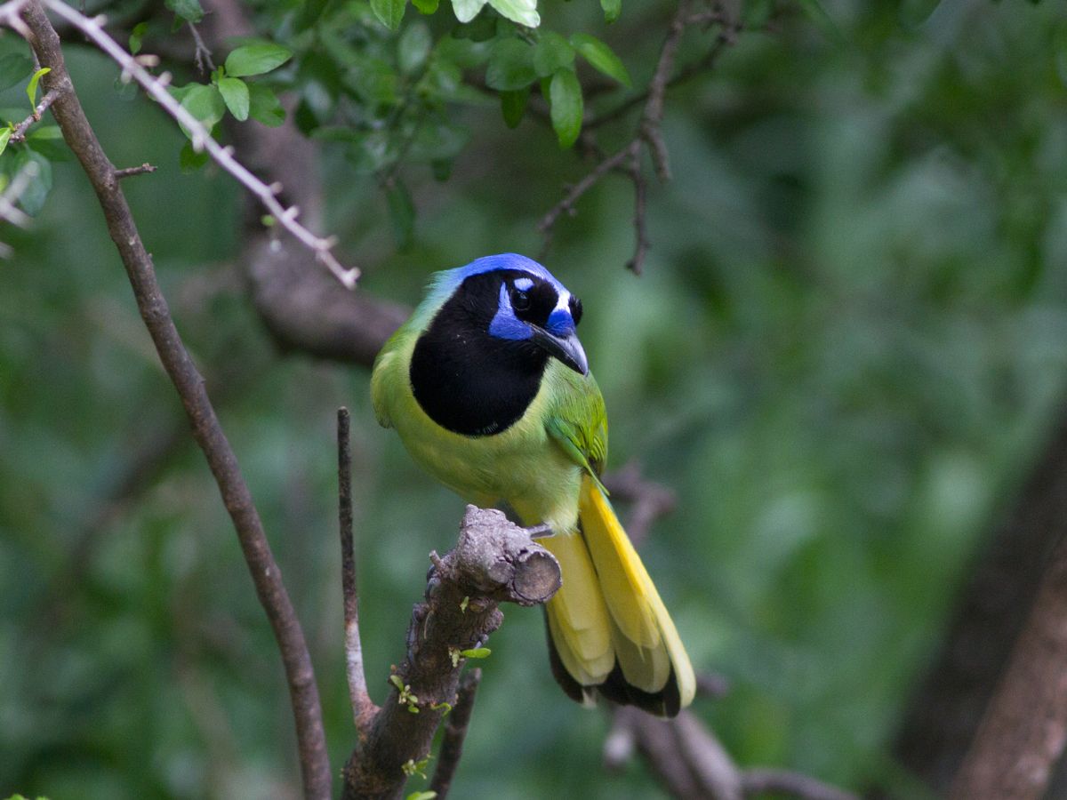 iGoTerra - Learn about Banded Fruit Dove Ptilinopus cinctus