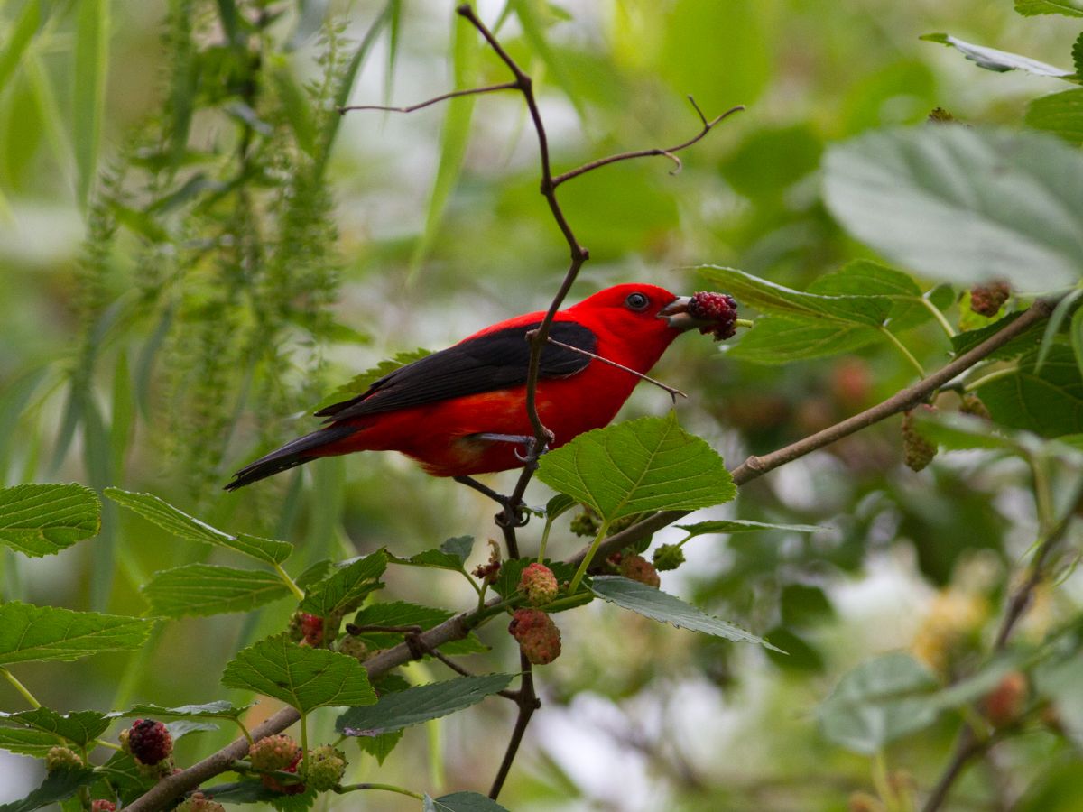 iGoTerra - Learn about Collared Falconet Microhierax caerulescens