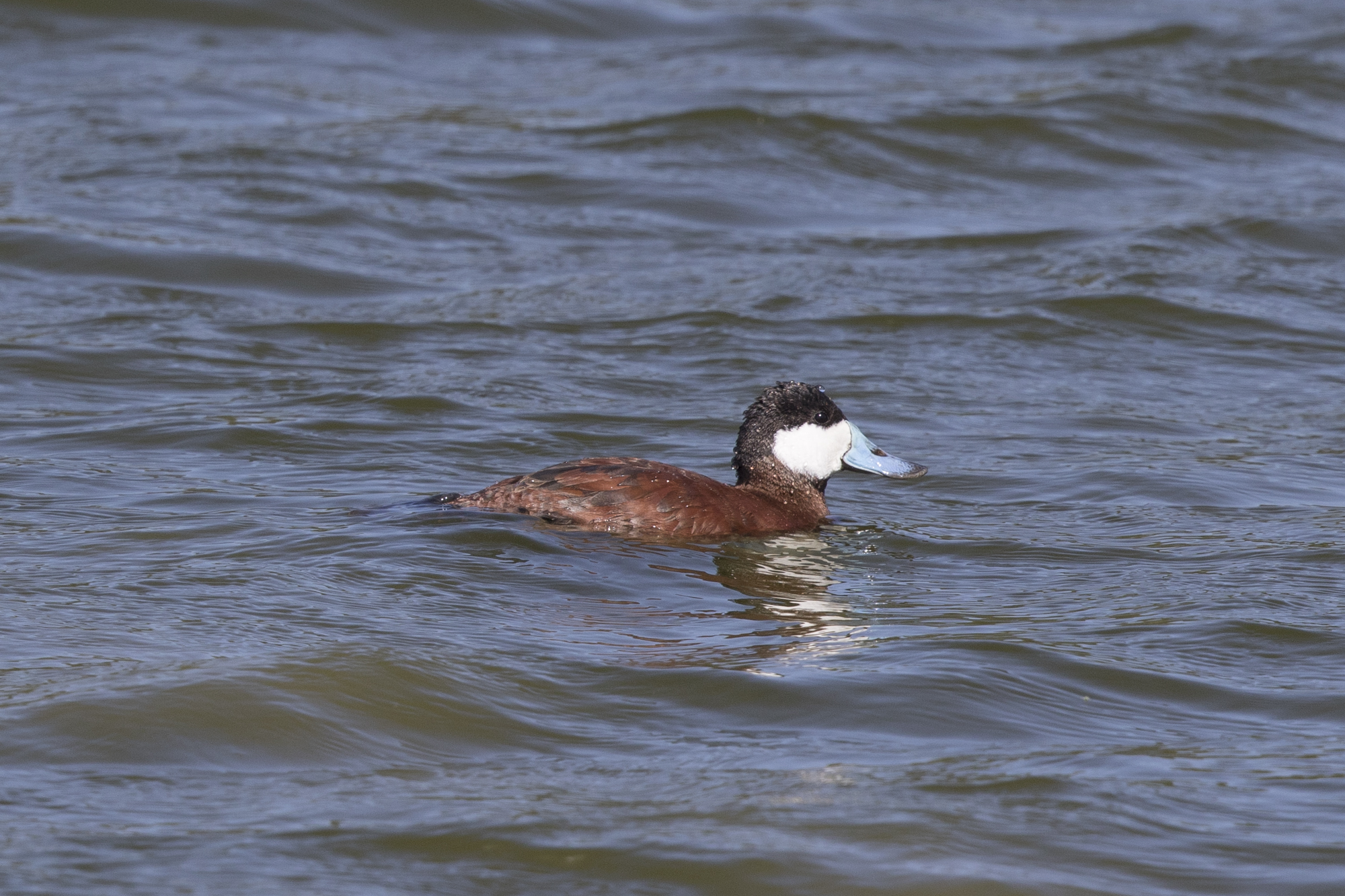 iGoTerra - Learn about Emperor Dragonfly Anax imperator