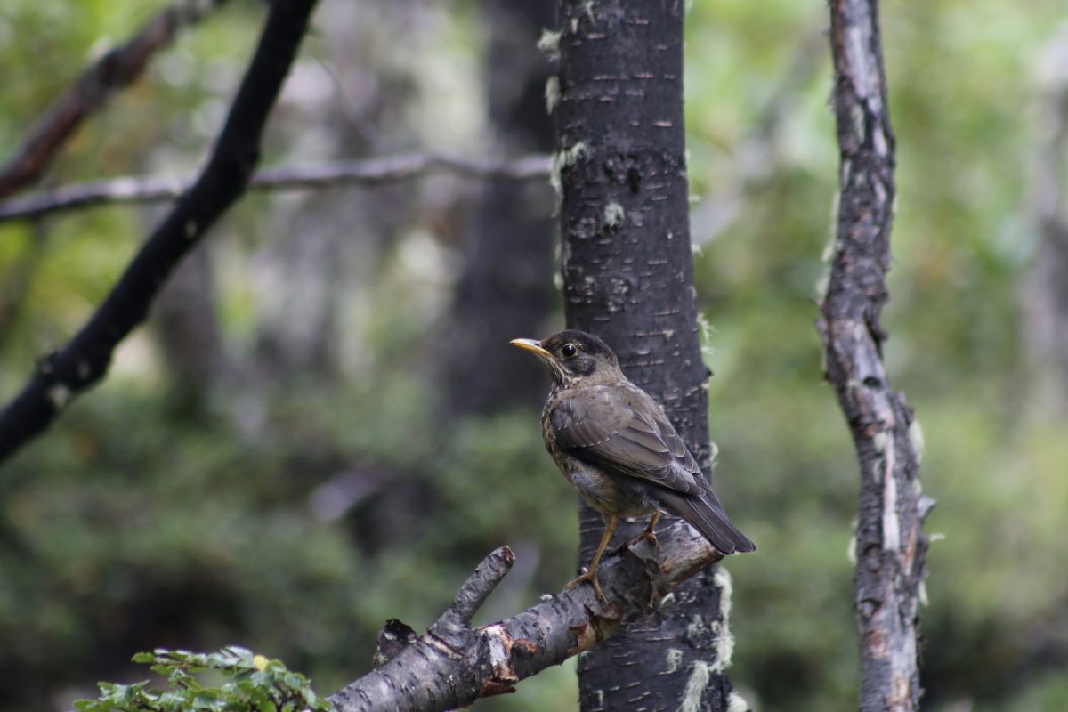 iGoTerra - Learn about Othius punctulatus