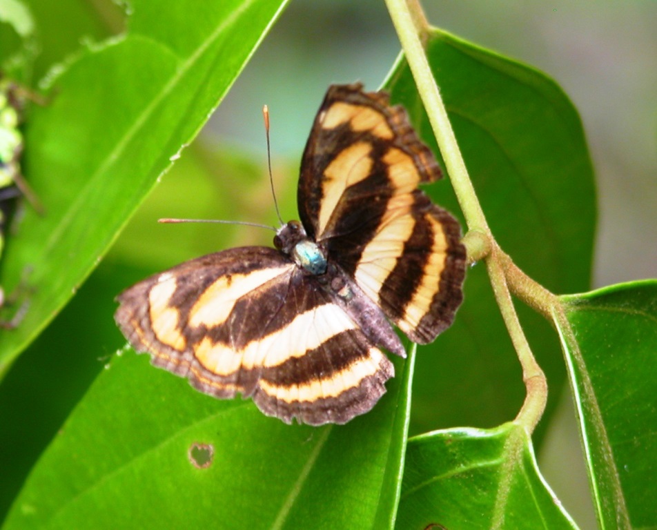 iGoTerra - Learn about Chinese Sparrowhawk Accipiter soloensis