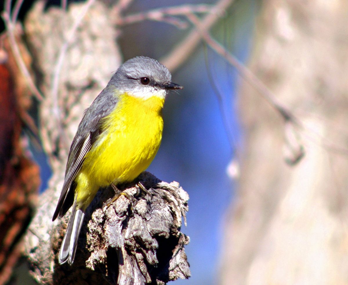 iGoTerra - Learn about Scaled Pigeon Patagioenas speciosa