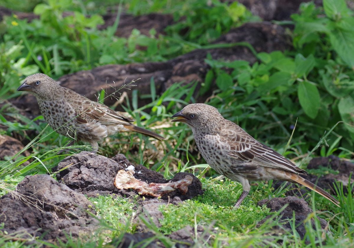 iGoTerra - Learn about Semicollared Hawk Microspizias collaris