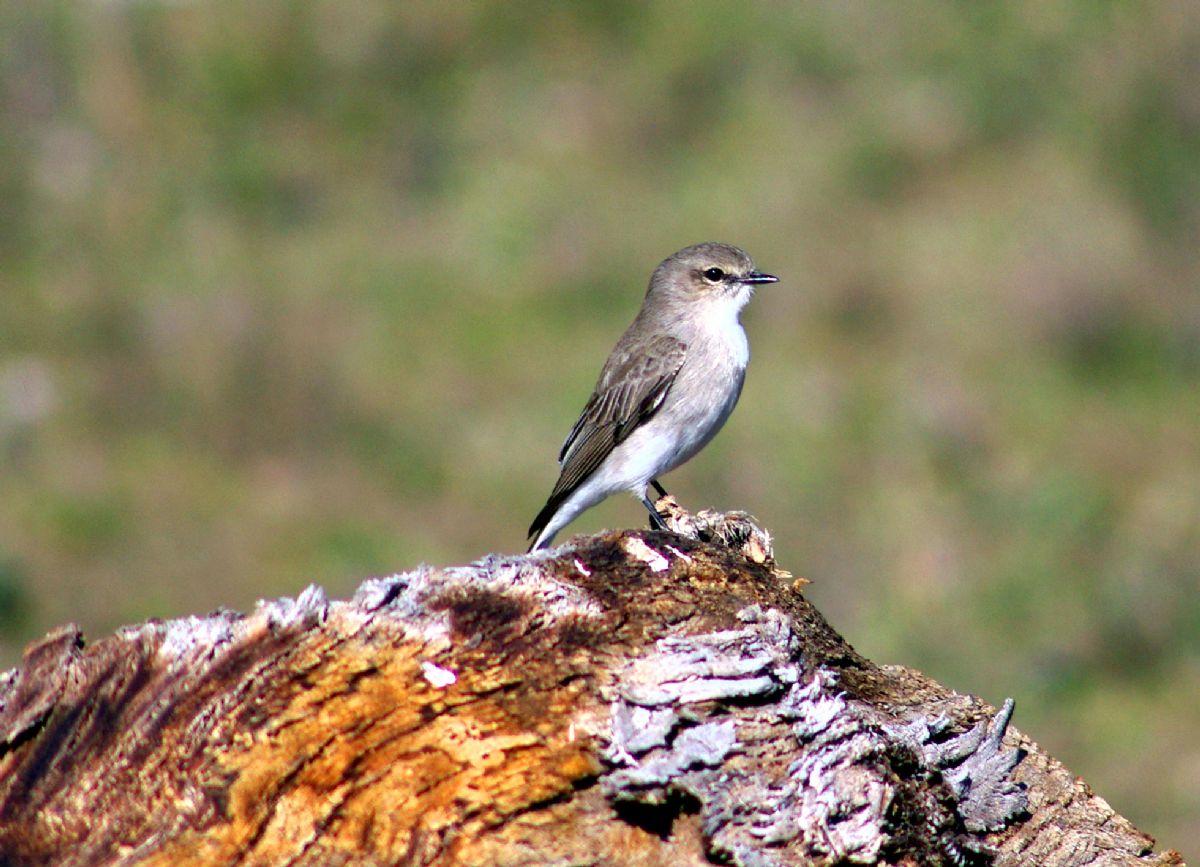 iGoTerra - Learn about Philippine Pied Fantail Rhipidura nigritorquis