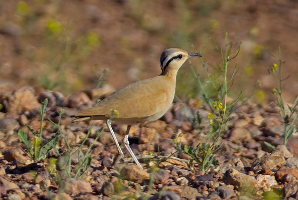 iGoTerra - Learn about Empidonax flavescens salvini