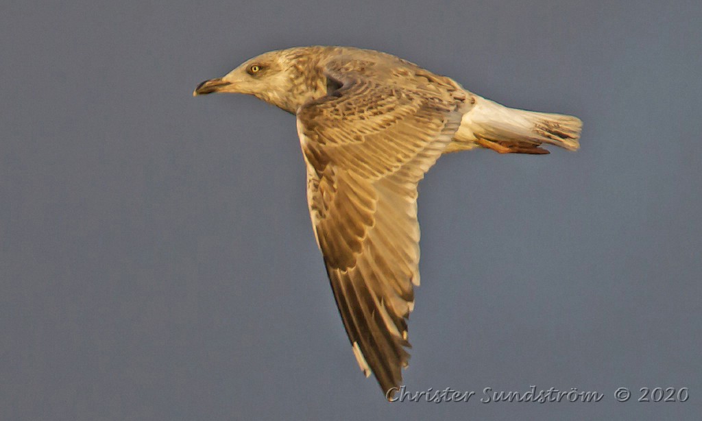 iGoTerra - Learn about Common Diving Petrel Pelecanoides urinatrix