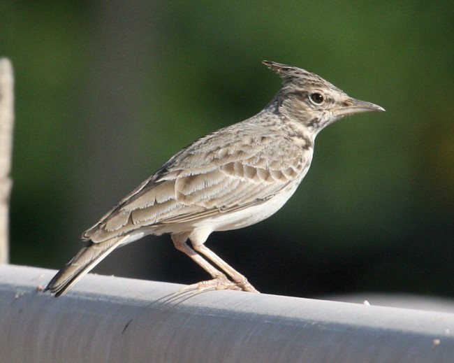 iGoTerra - Learn about White Spot Hadena albimacula