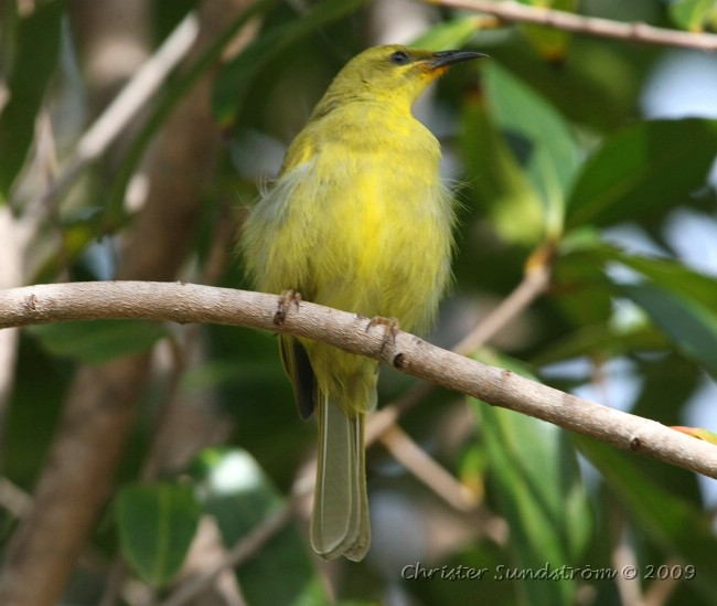 iGoTerra - Learn about Savi's Warbler Locustella luscinioides