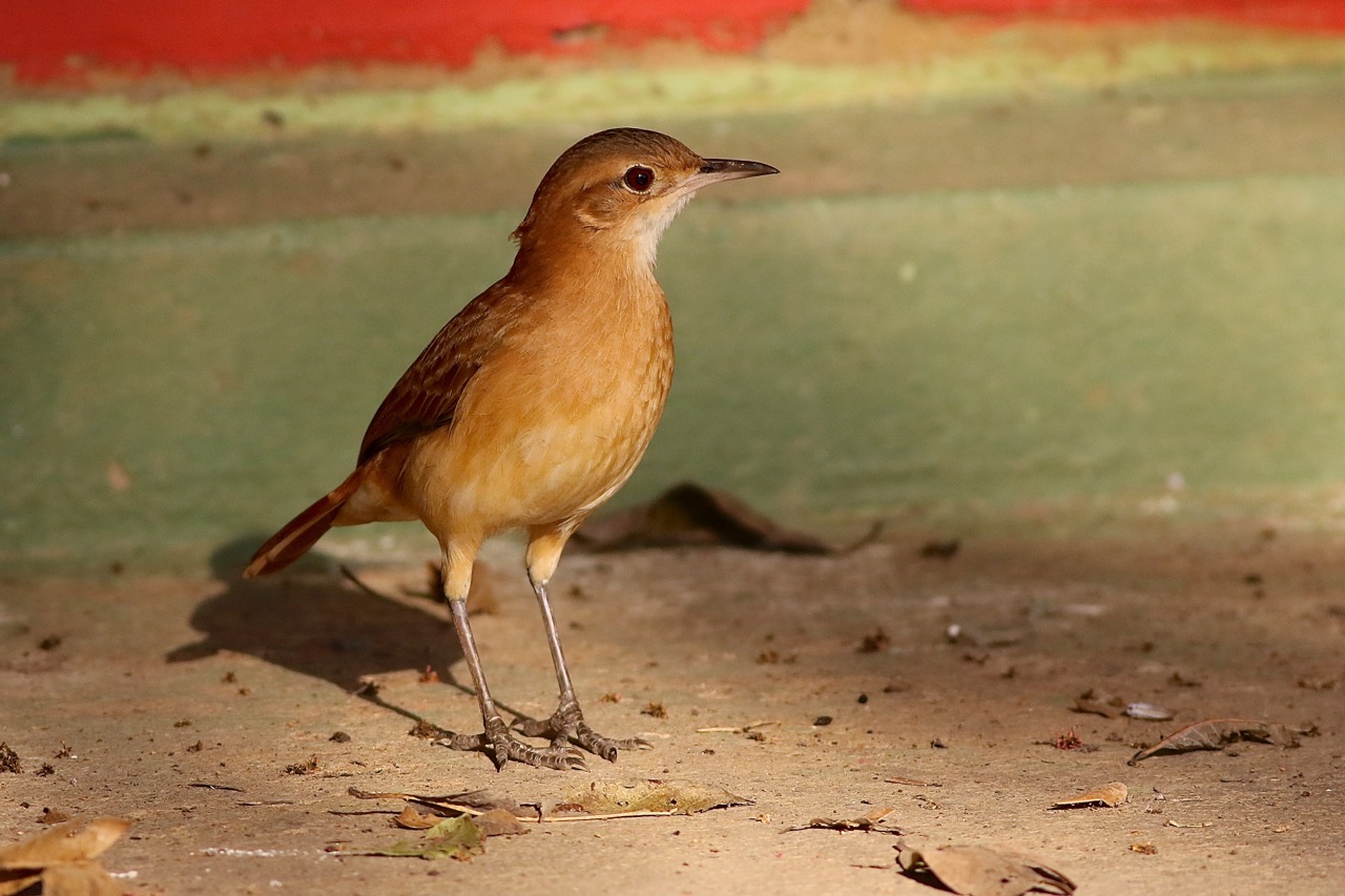 iGoTerra - Learn about Blue-moustached Bee-eater Merops mentalis