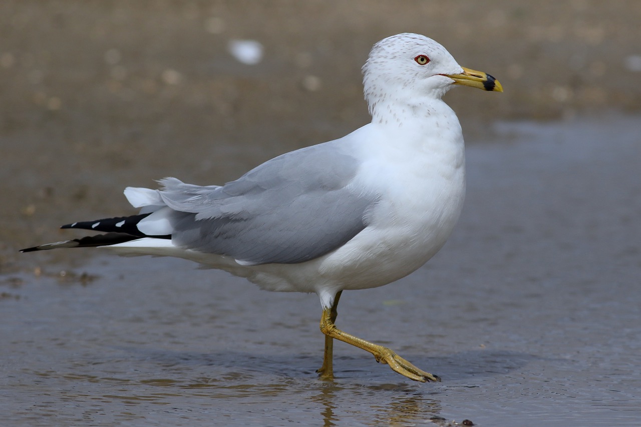 iGoTerra - Learn about Oriental Common Cerulean Jamides celeno