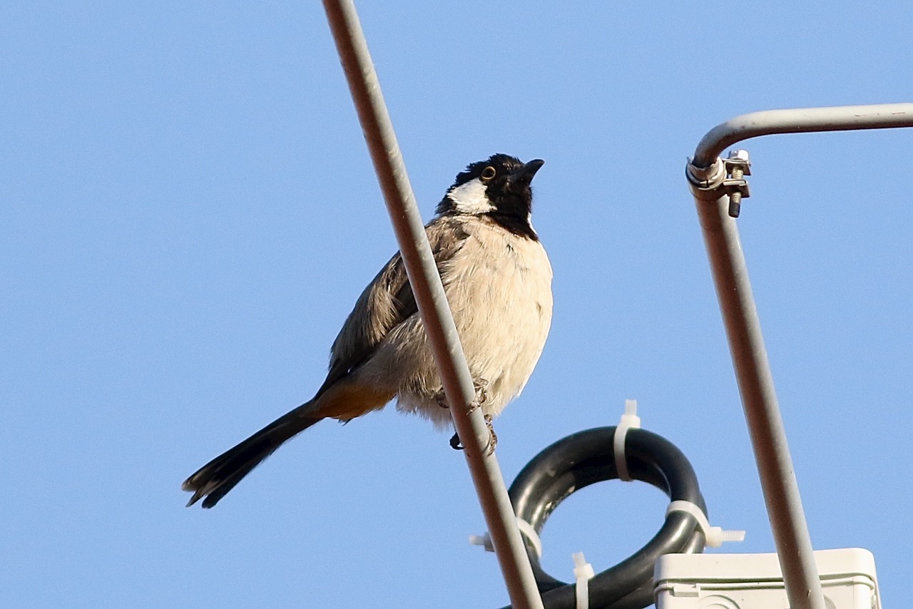 iGoTerra - Learn about Spangled Coquette Lophornis stictolophus