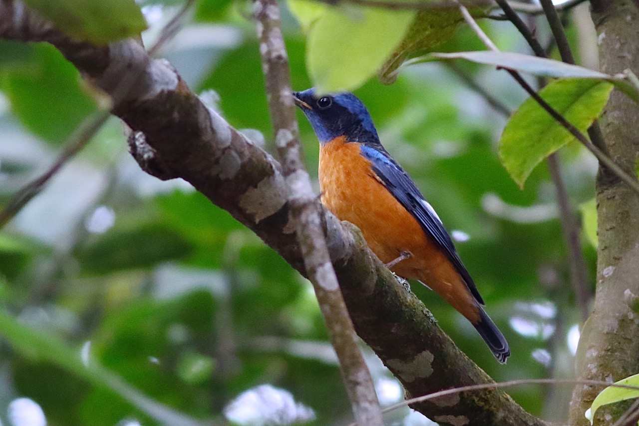 iGoTerra - Learn about Red-bellied Black Snake Pseudechis porphyriacus