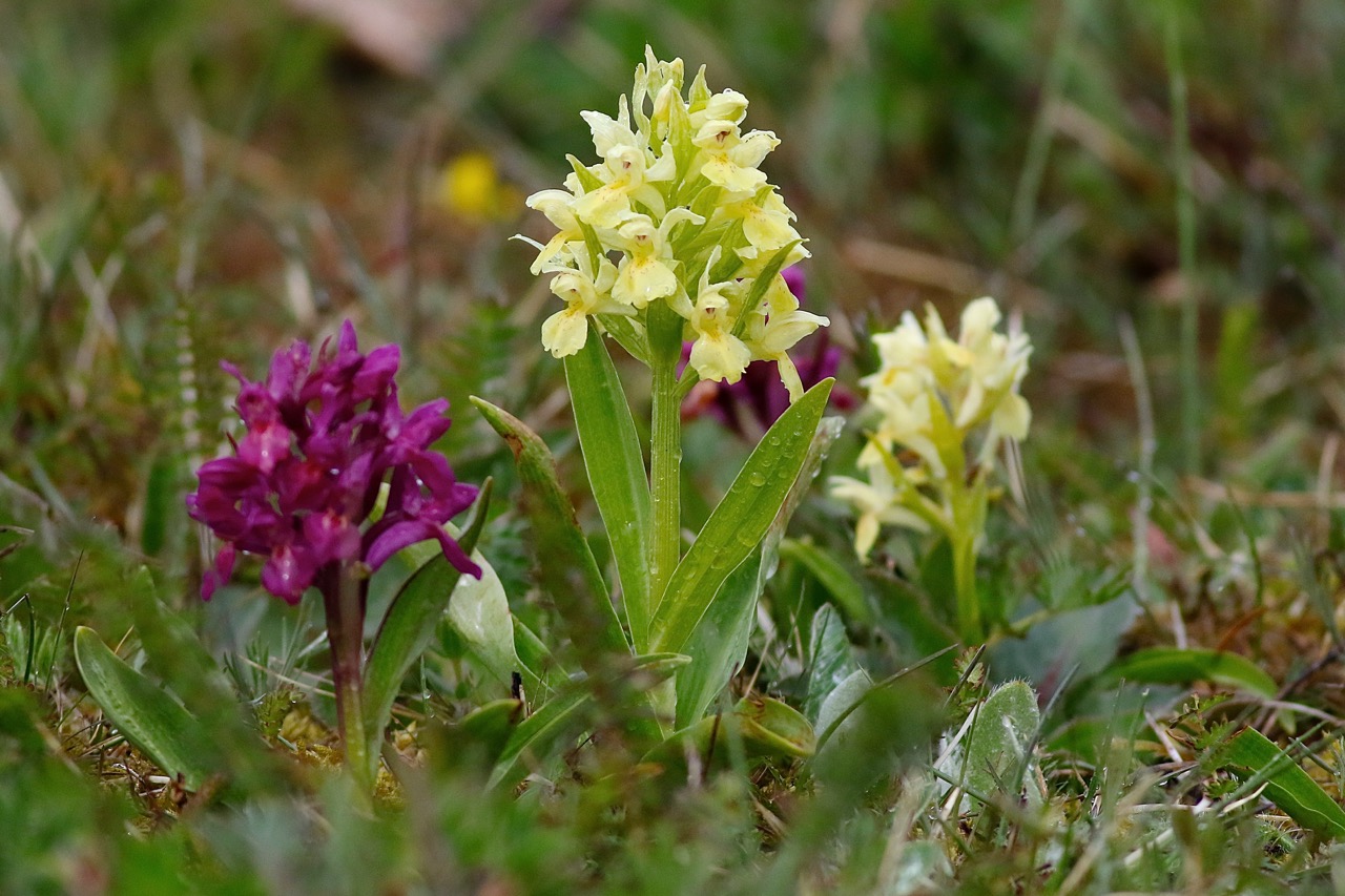 iGoTerra - Learn about Plain Martin Riparia paludicola