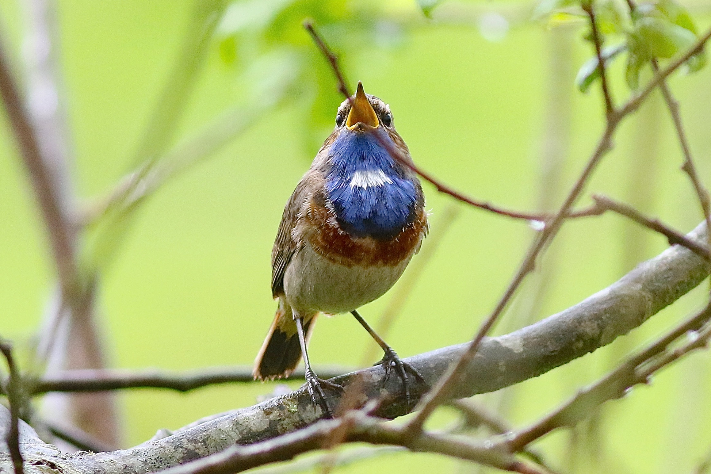 iGoTerra - Learn about Piratic Flycatcher Legatus leucophaius