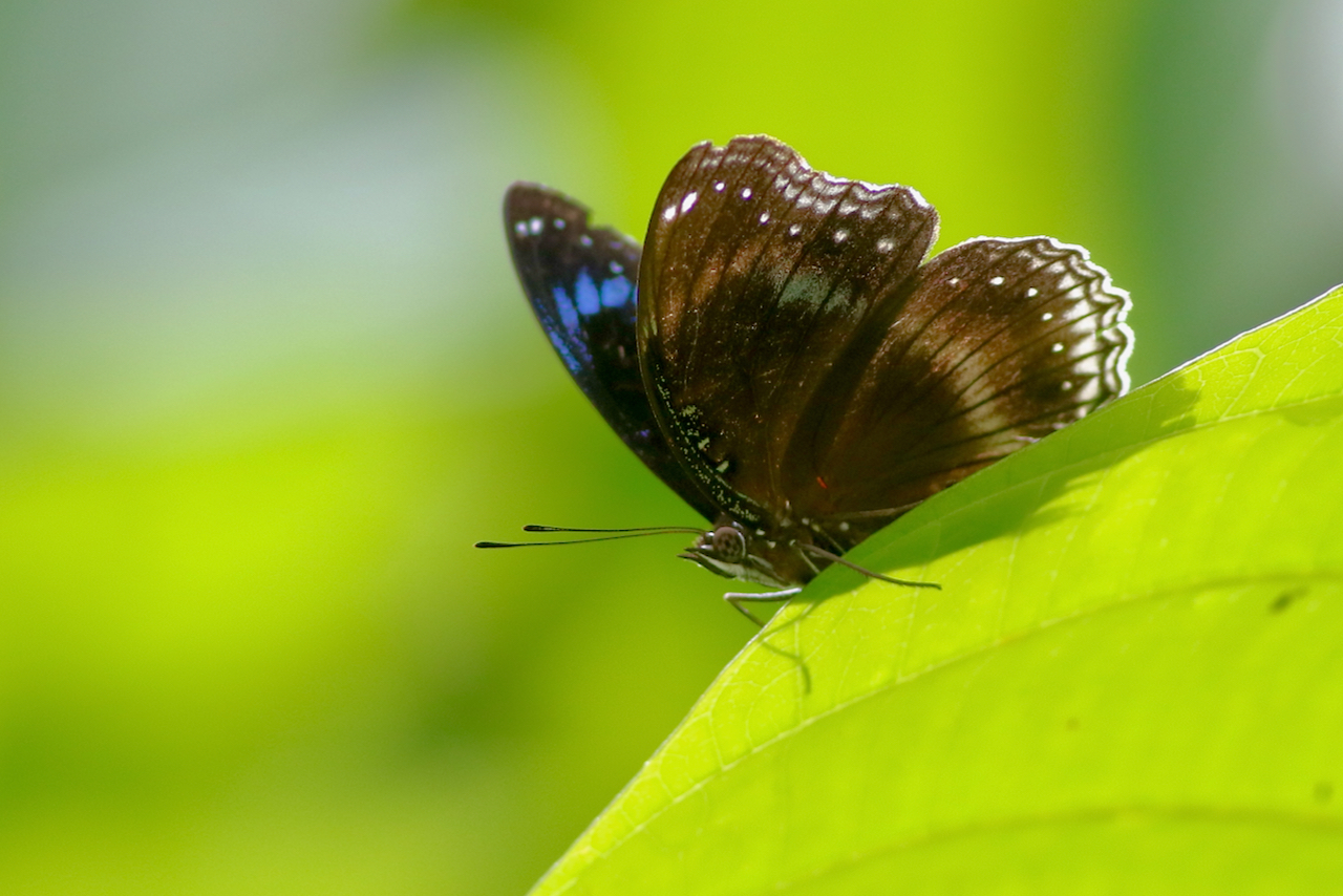 iGoTerra - Learn about African Spider-flower Cleome gynandra